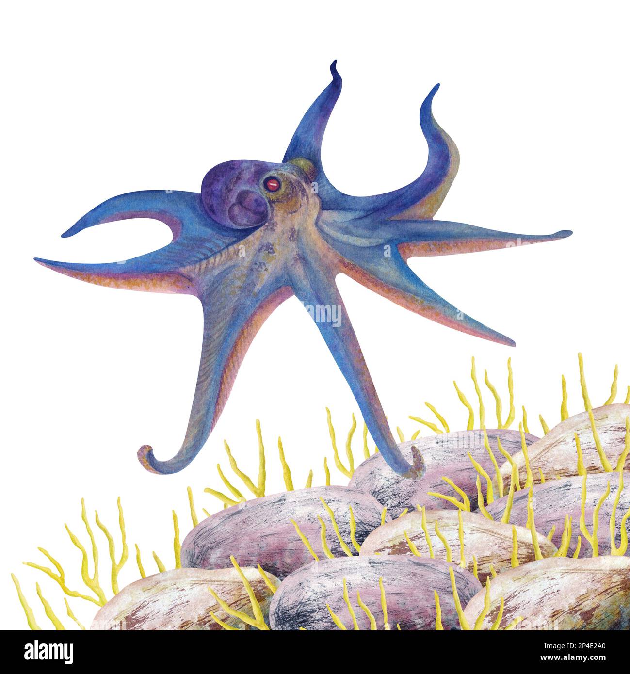 A set of watercolor illustrations manta ray, squid, jellyfish, octopus ...