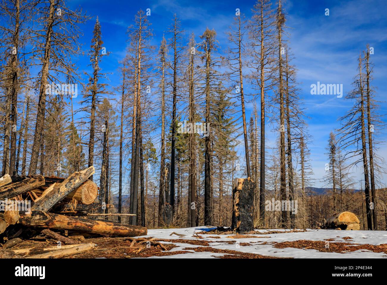 Trees and snow covered earth scorched by the Caldor Fire on Emigrant ...