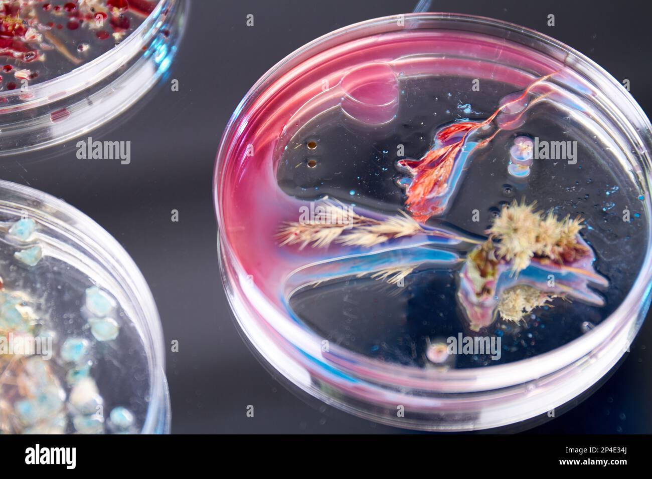 Close up of petri dish with spikelets and water. Agar with herb for ...