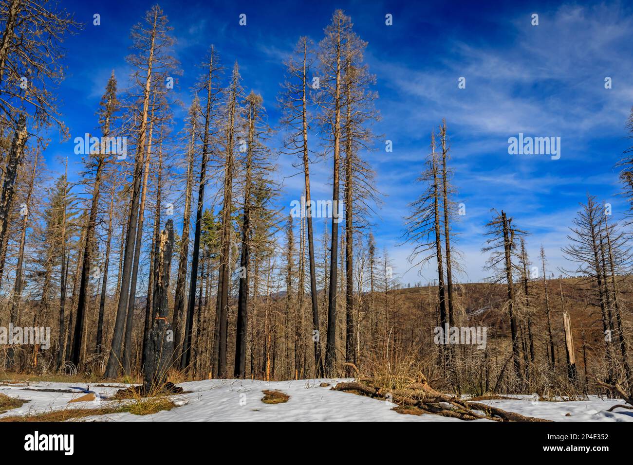 Trees and snow covered earth scorched by the Caldor Fire on Emigrant ...