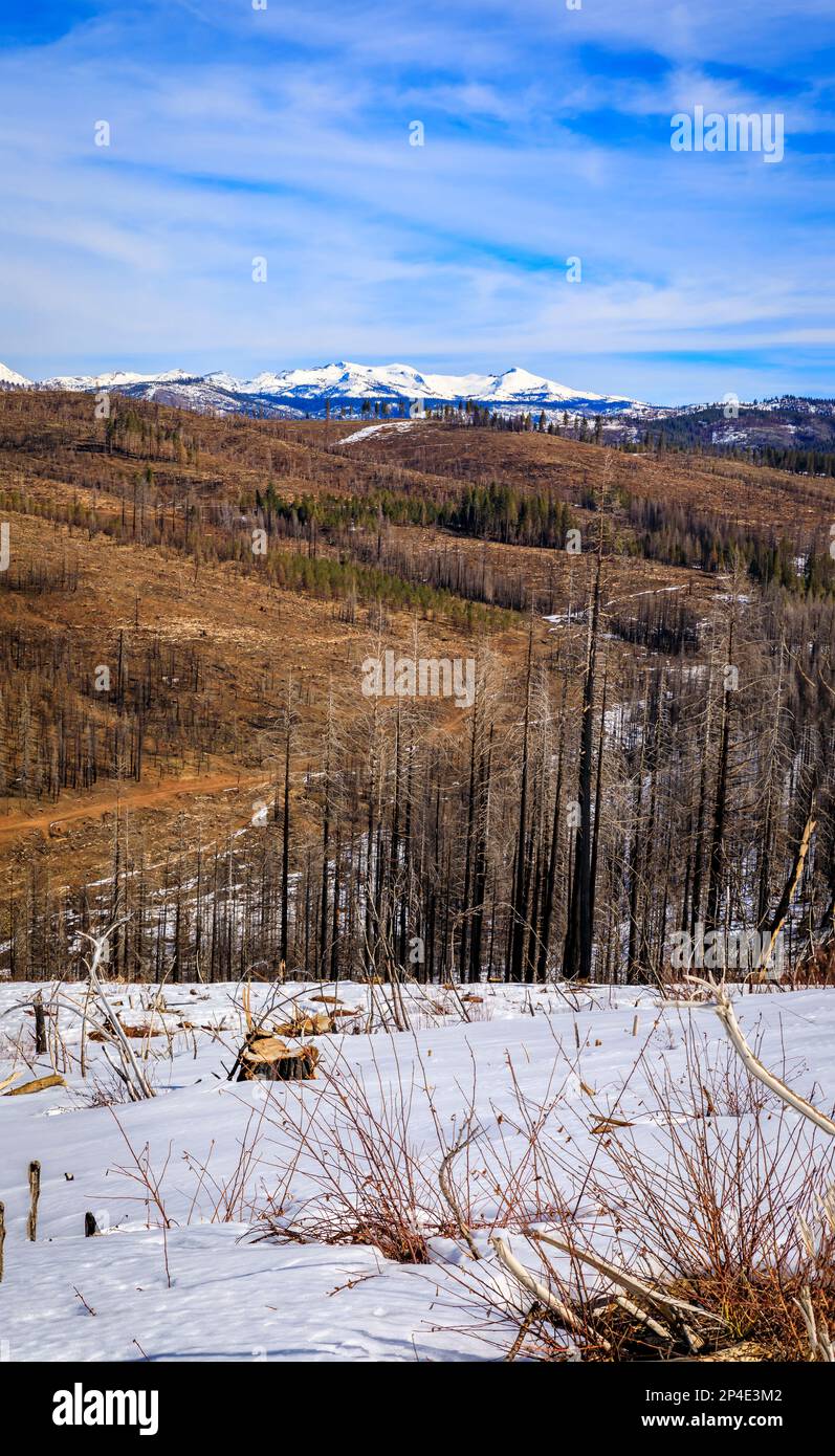 Trees and snow covered earth scorched by the Caldor Fire on Emigrant ...