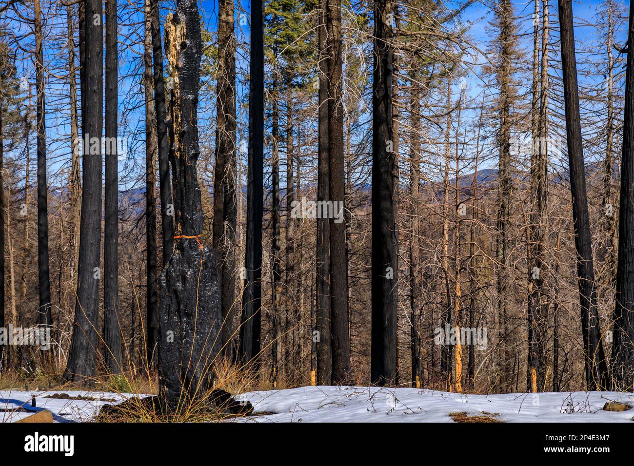 Trees and snow covered earth scorched by the Caldor Fire on Emigrant ...