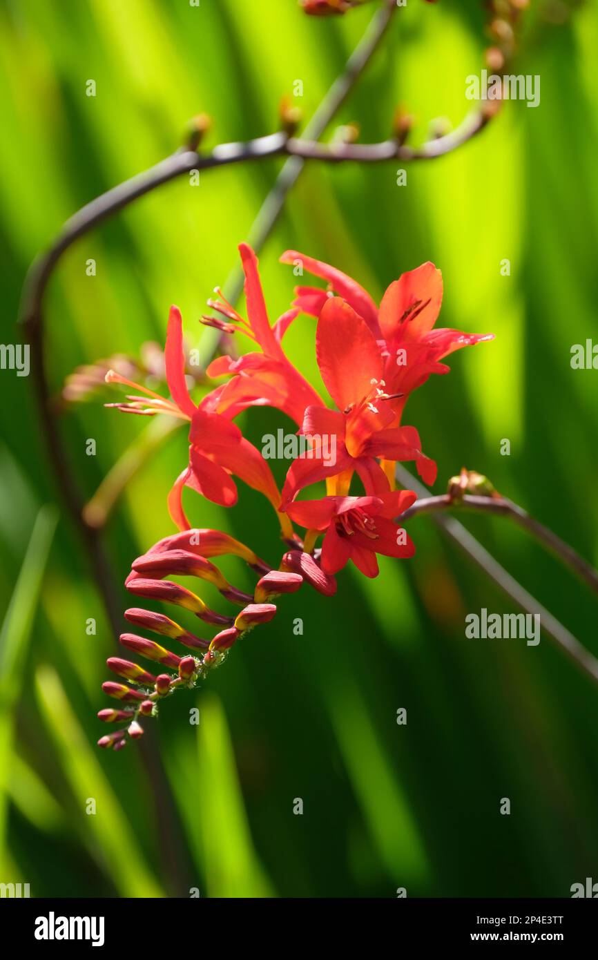 Crocosmia Lucifer, montbretia Lucifer, perennial with arching deep red ...