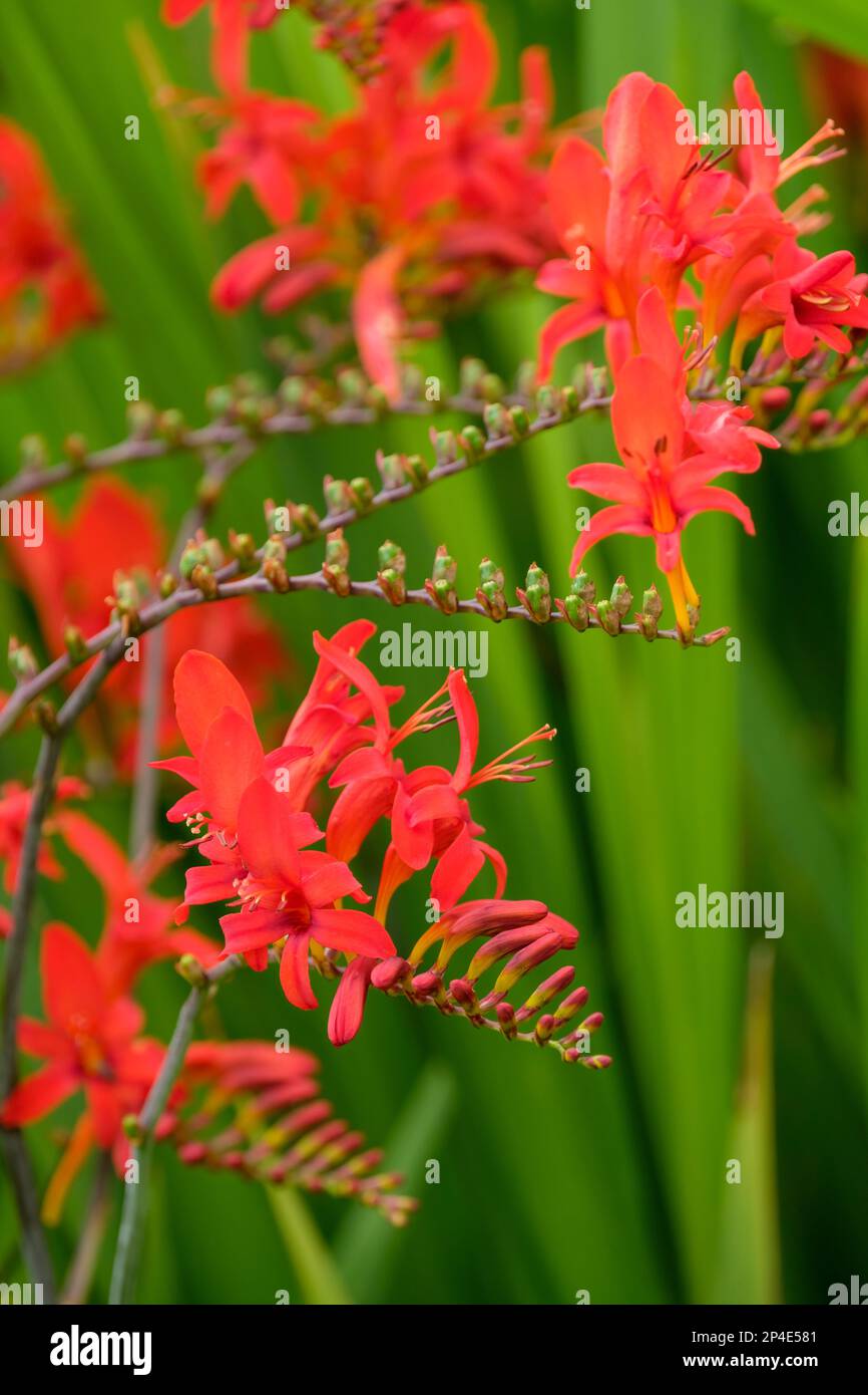 Crocosmia Lucifer, montbretia Lucifer, perennial with arching deep red ...