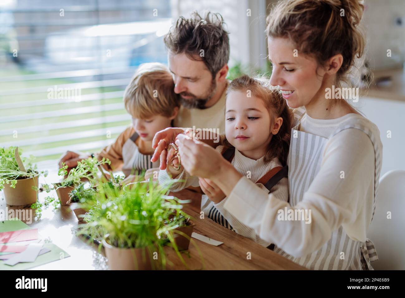 Happy family planting herbs together at spring Stock Photo - Alamy