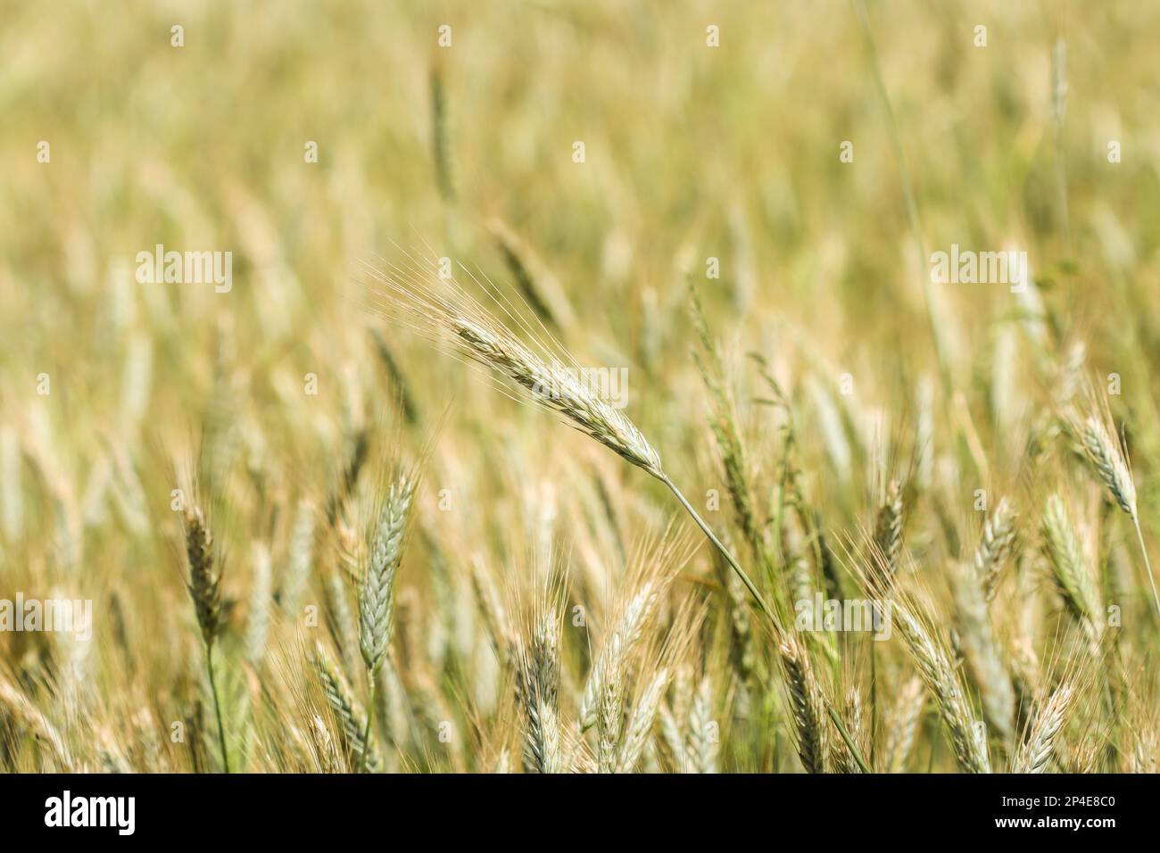 Ears of rye growing on cultivated field Stock Photo - Alamy