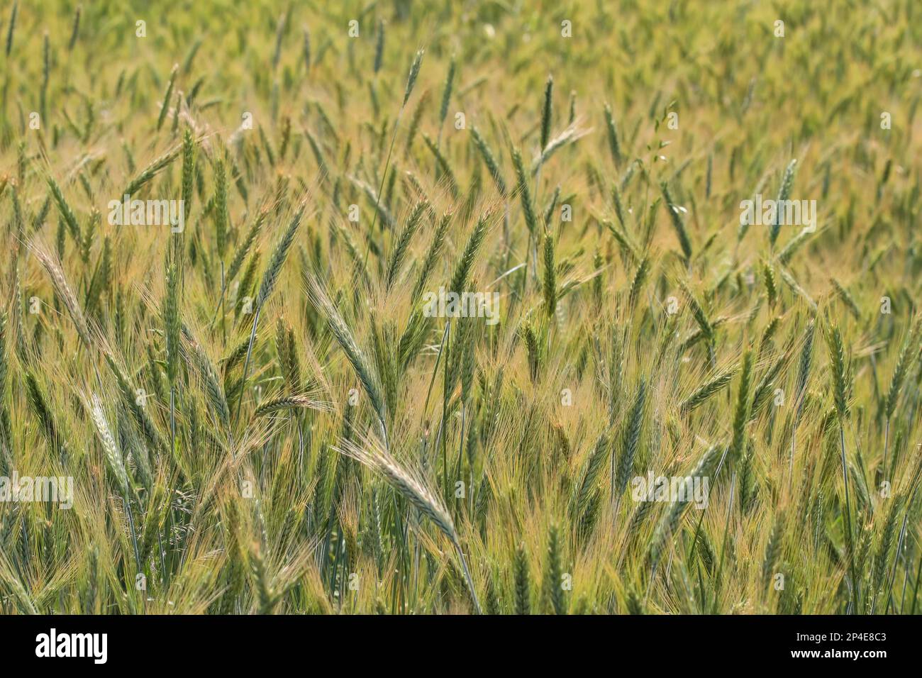Rye grass seed head hi-res stock photography and images - Alamy