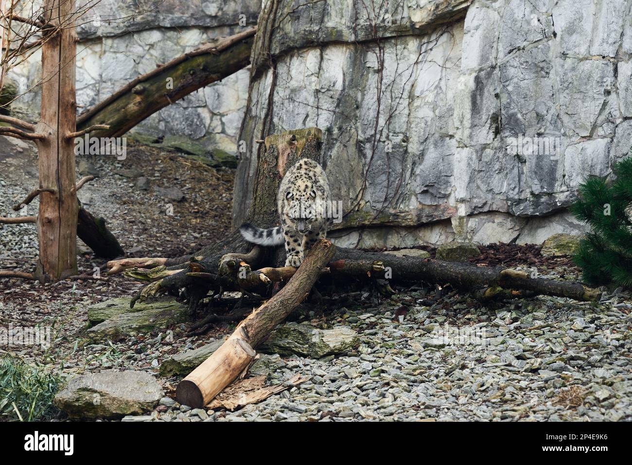 Snow Leopard resting in nature background. Panthera uncia potrait Stock ...
