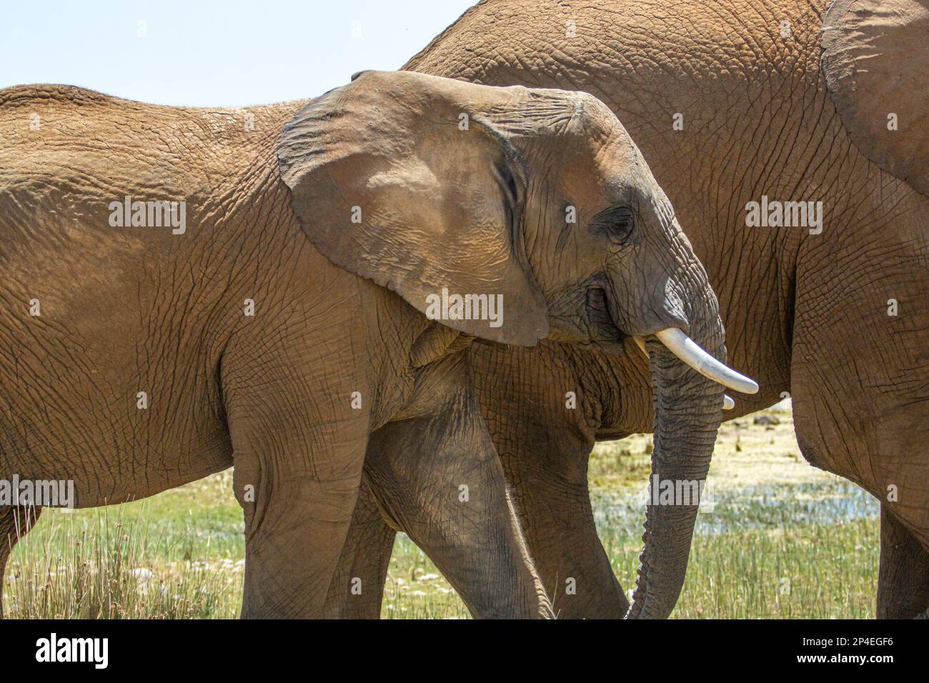 Side profile of a elephant Stock Photo - Alamy