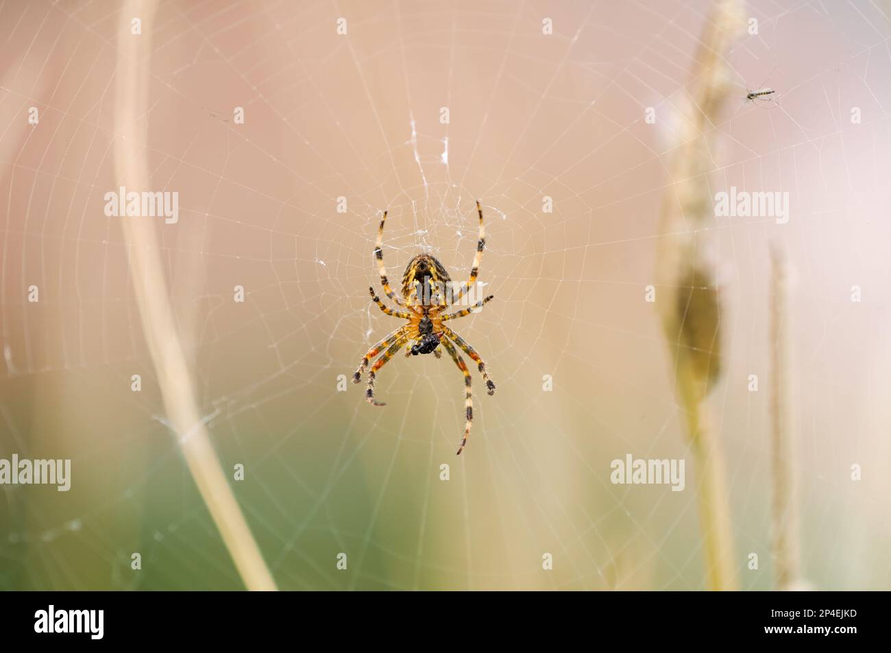 Garden spider hanging in the spider web. Cross spider close-up. Araneus ...