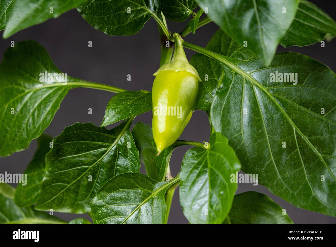 Growing peppers from seeds. Step 10 - small green pepper on the branch ...