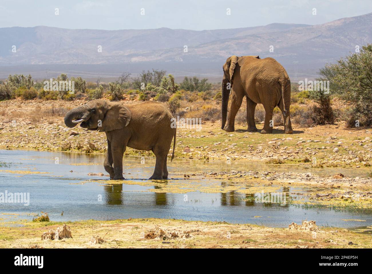 one elephant drinking and one elephant walking away Stock Photo - Alamy