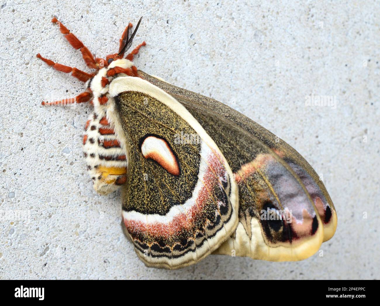 Cecropia Moth Female