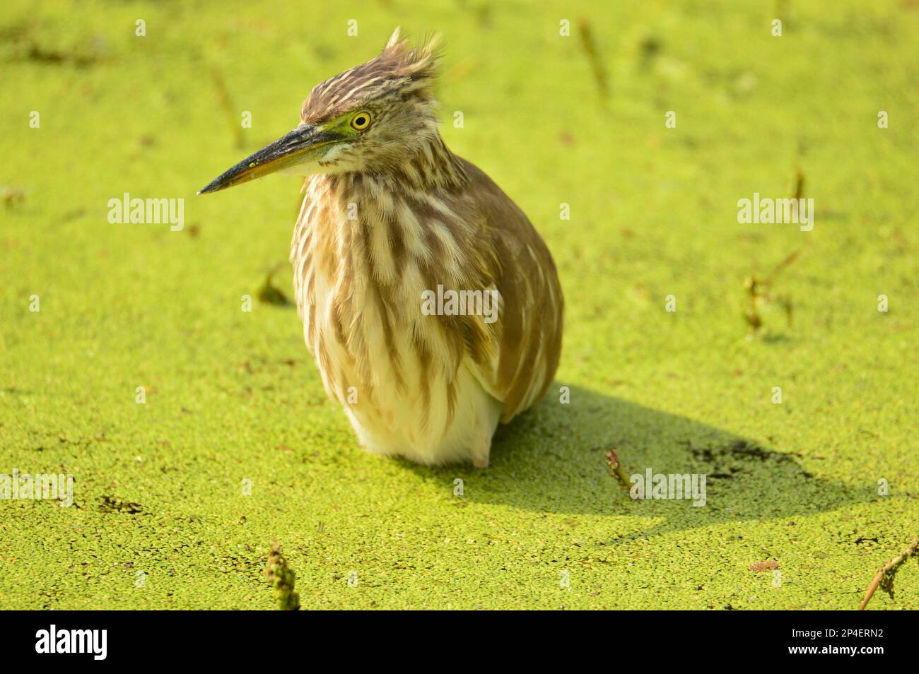 Birds of feather, Flock together at Bharatpur, India Stock Photo - Alamy