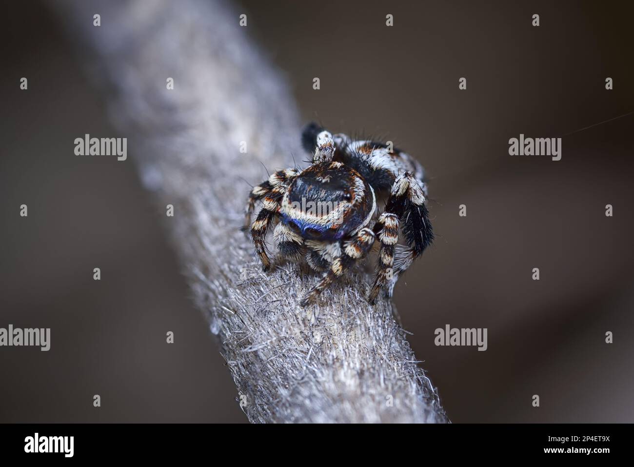 Male Peacock spider, Maratus personatus, in his breeding colours Stock ...