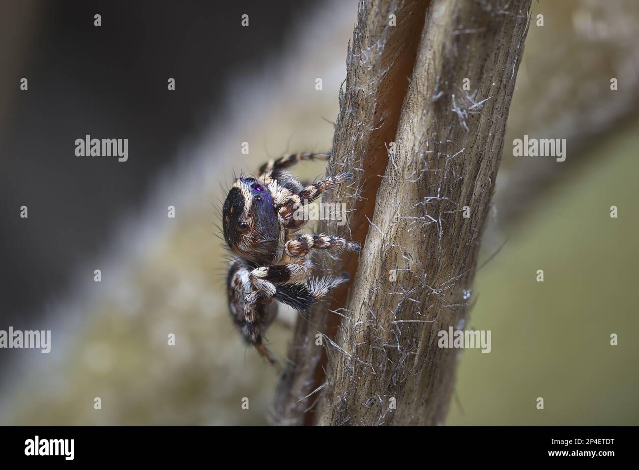 Male Peacock spider, Maratus personatus, in his breeding colours Stock ...