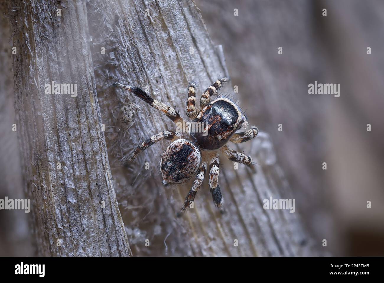 Male Peacock spider, Maratus personatus, in his breeding colours Stock ...