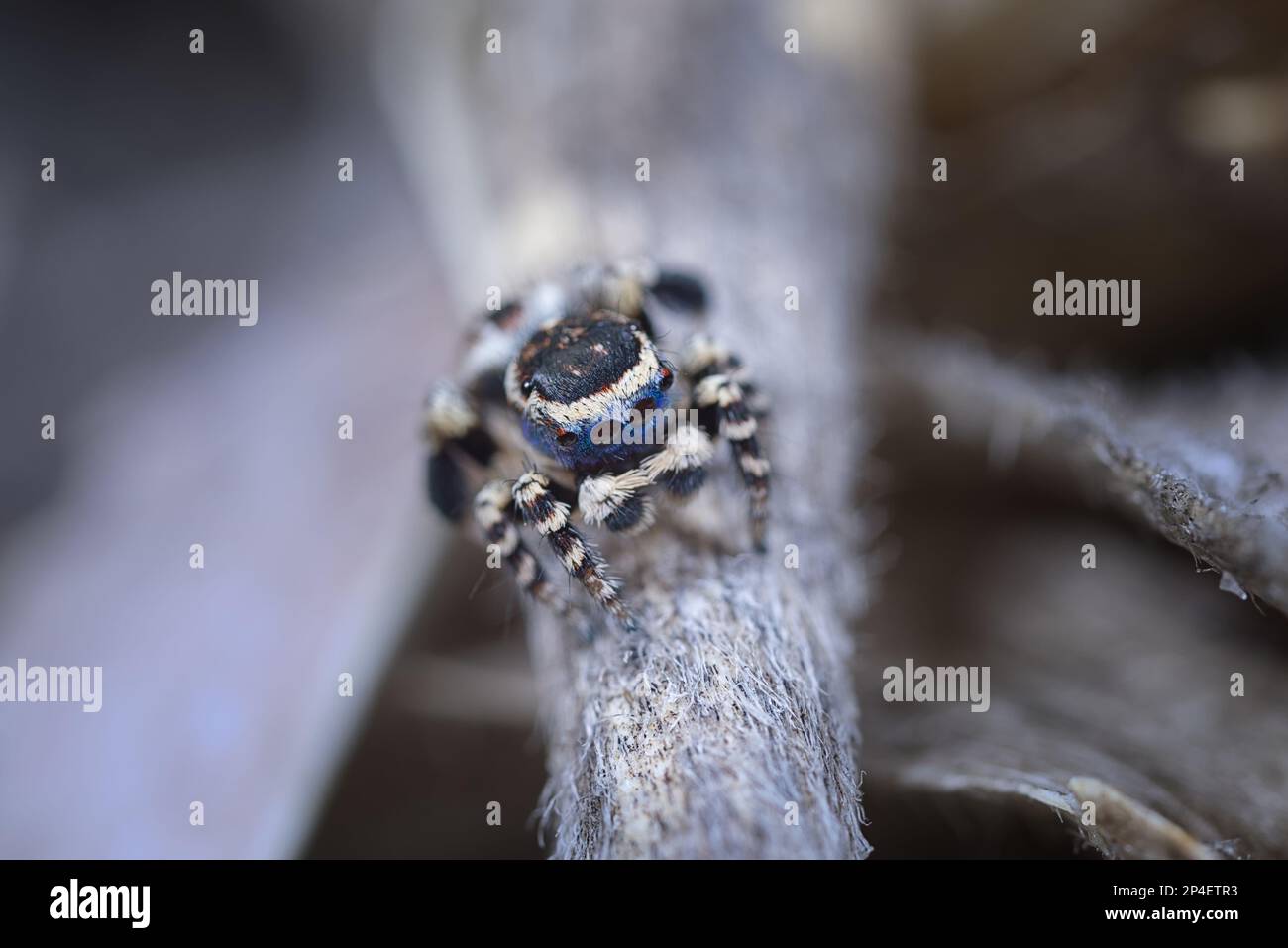 Male Peacock spider, Maratus personatus, in his breeding colours Stock ...
