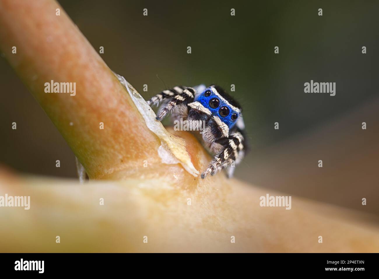 Male Peacock spider, Maratus personatus, in his breeding colours Stock ...
