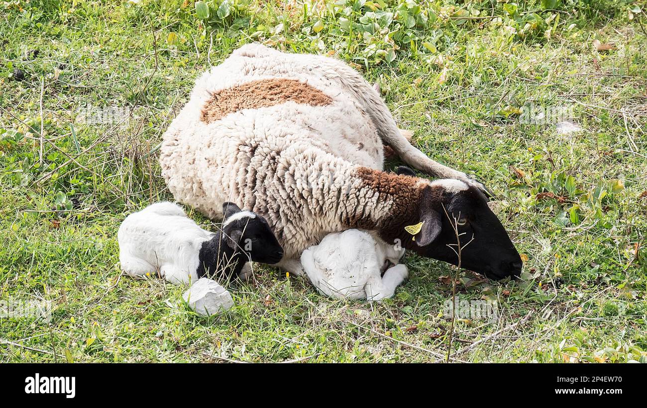 Grazalemena hi-res stock photography and images - Alamy