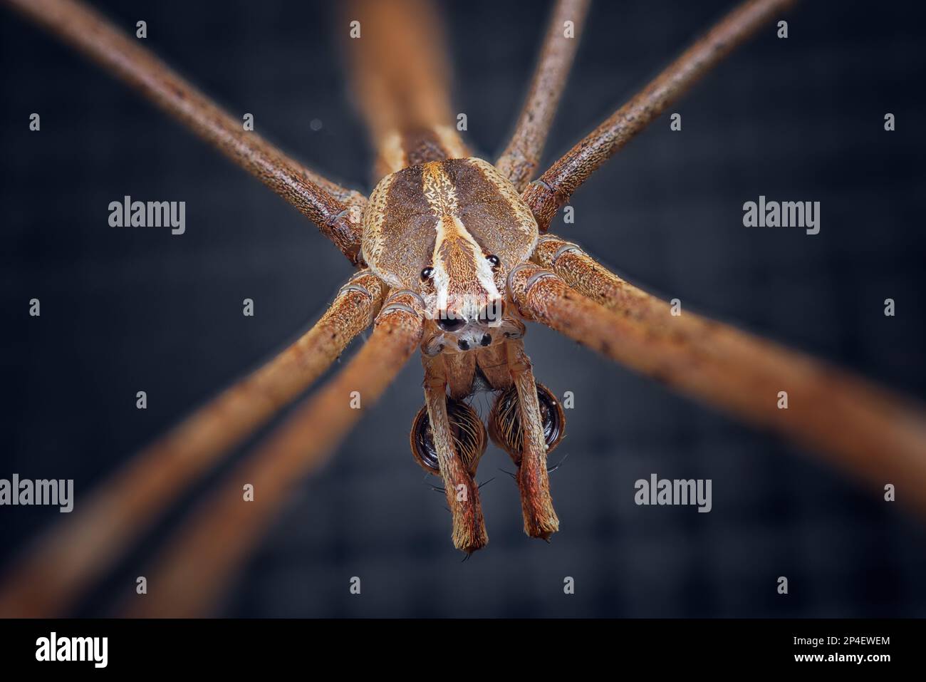 Male netcasting spider, the Ogre Faced Netcaster Stock Photo - Alamy