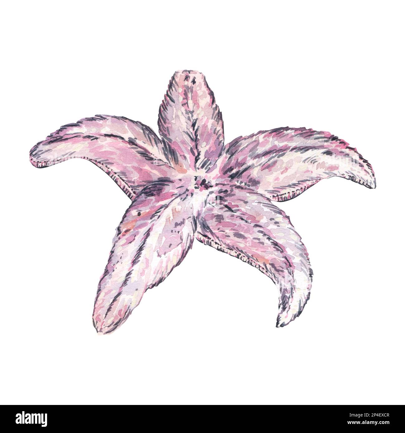 The starfish is pale pink in color, isolate on a white background ...
