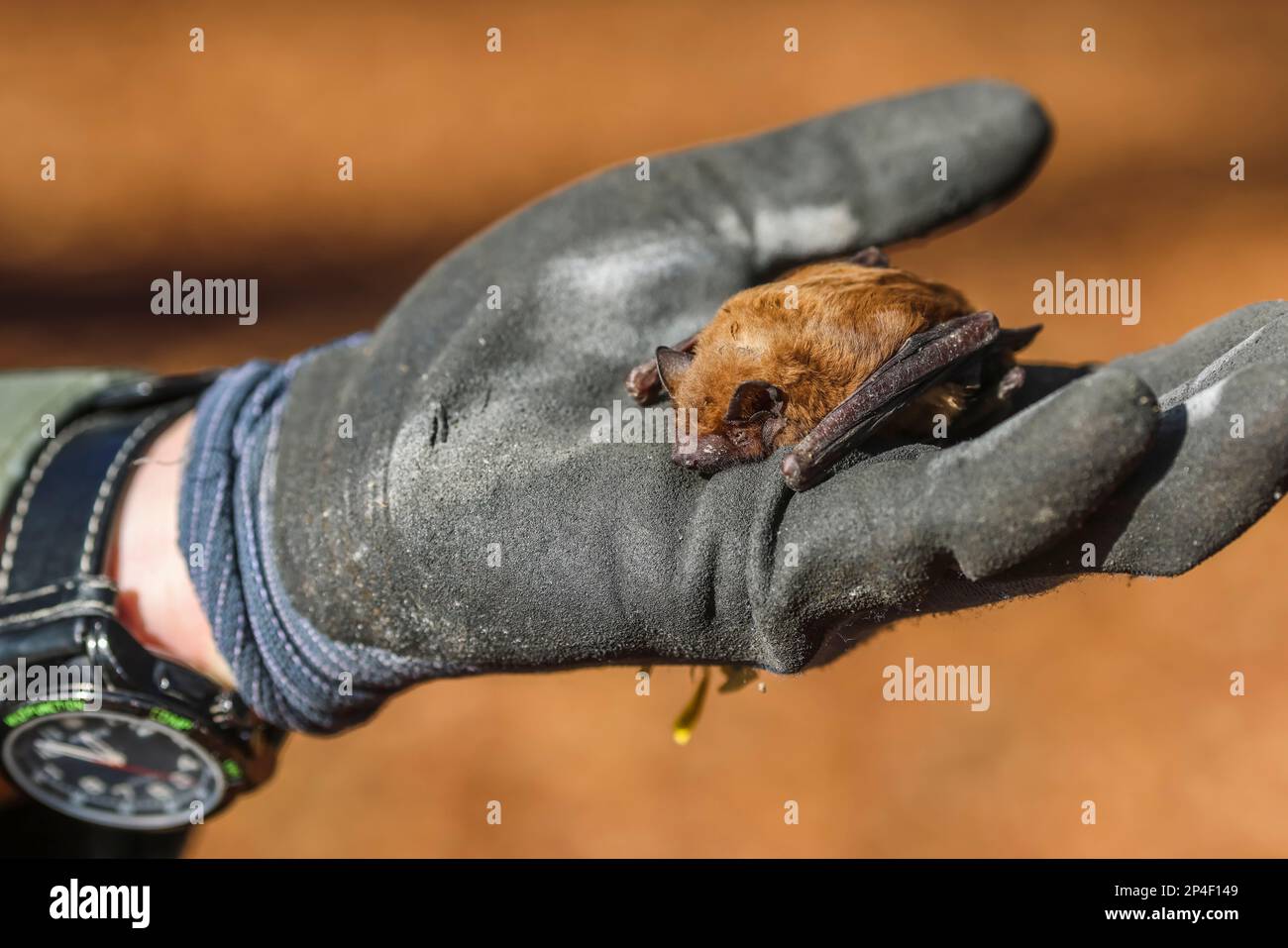 Kropp, Germany. 28th Feb, 2023. A bat of the species "greater evening ...