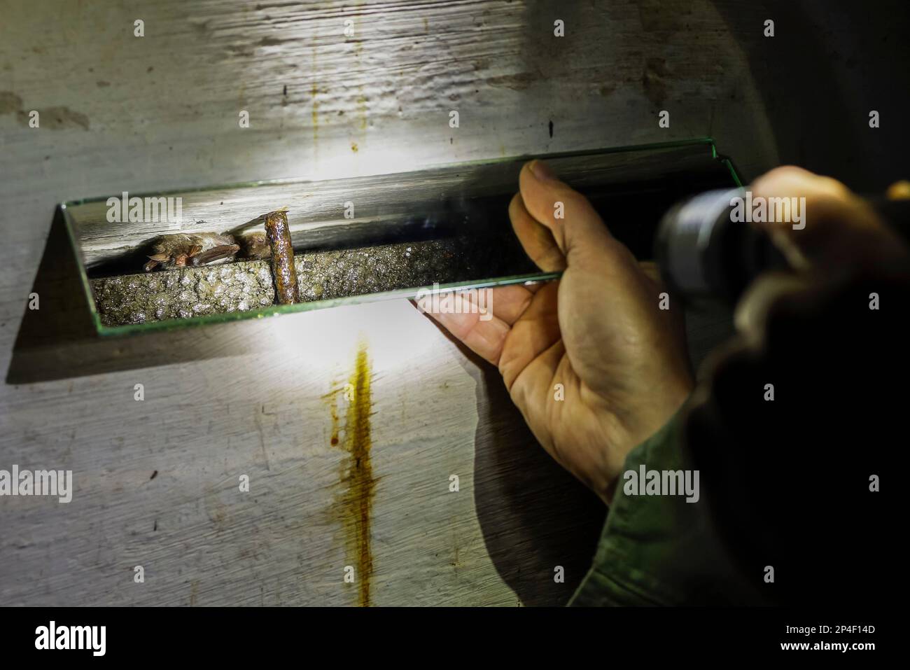 Kropp, Germany. 28th Feb, 2023. Matthias Göttsche from the Faunistic ...