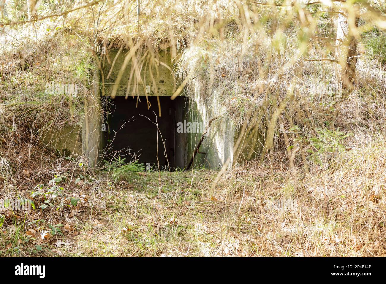 Kropp, Germany. 28th Feb, 2023. Plants grow in front of the entrance to ...