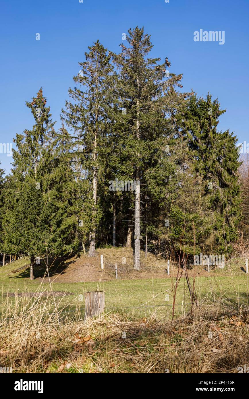 Kropp, Germany. 28th Feb, 2023. Trees grow on a disused bunker on the ...