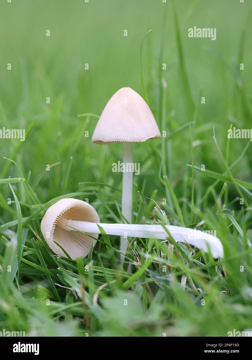 White dunce cap, Conocybe apala, also known as Milky conecap, wild ...