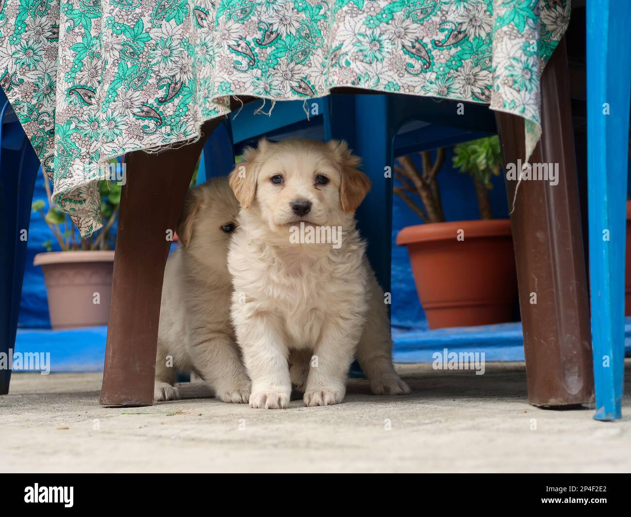 Golden Labrador Retriever Under the Table Stock Photo - Alamy