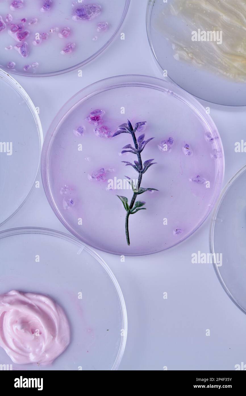 Top view round petri dishes with various herbs. Green herb on round ...