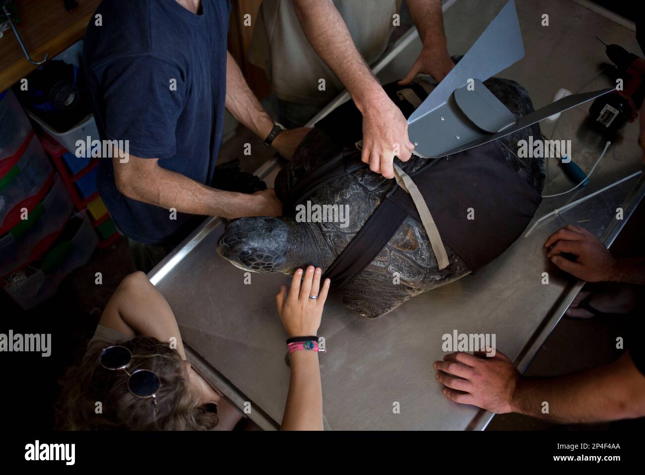 In this photo taken Thursday, May 15, 2014, the green sea turtle, named ...