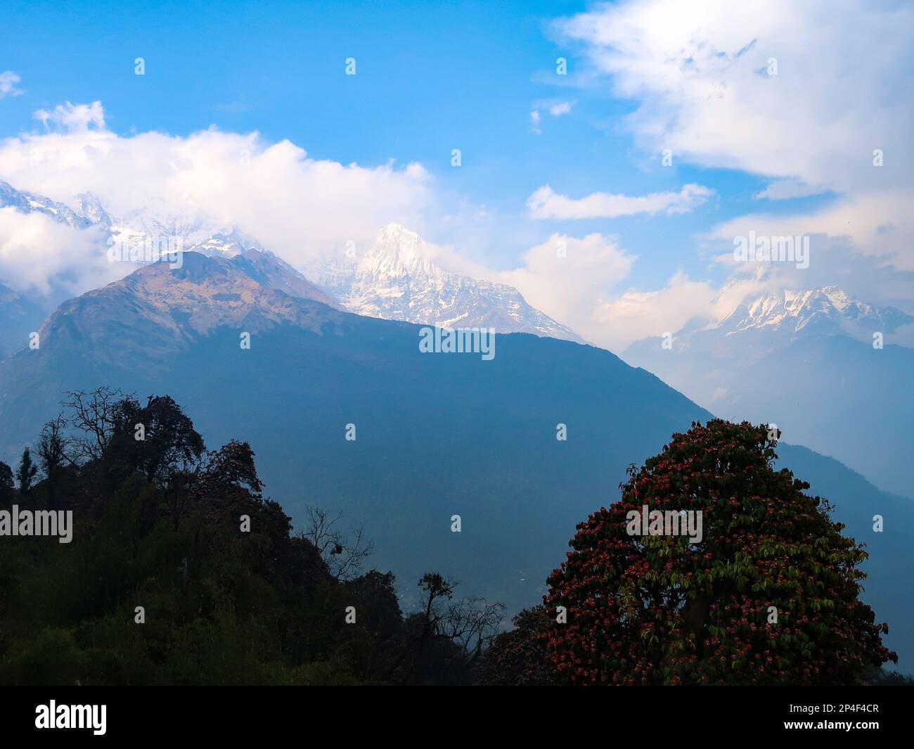 Mountains landscape pink rhododendrons hi-res stock photography and ...