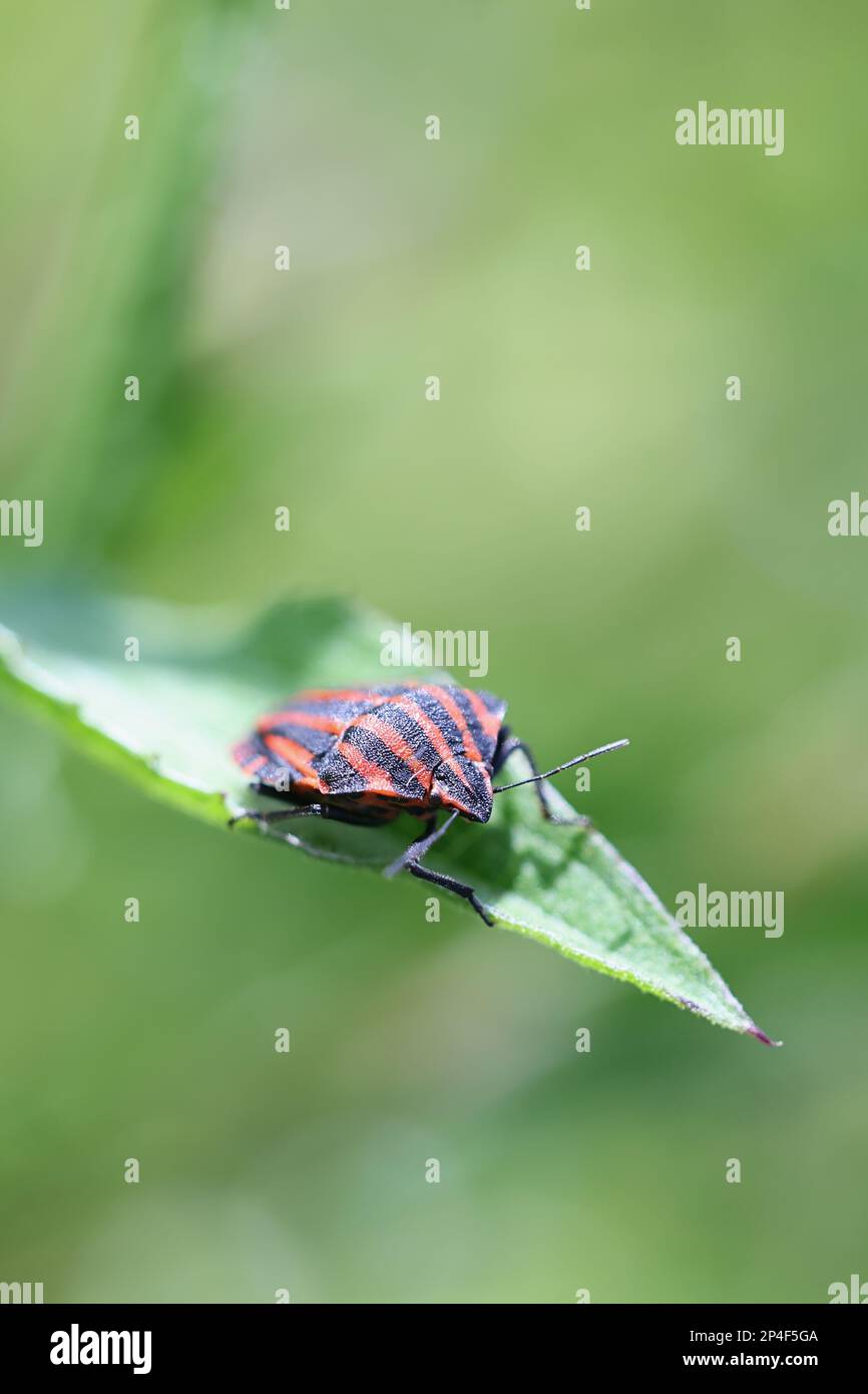 Graphosoma lineatum, commonly known as Striped bug or Minstrel bug ...