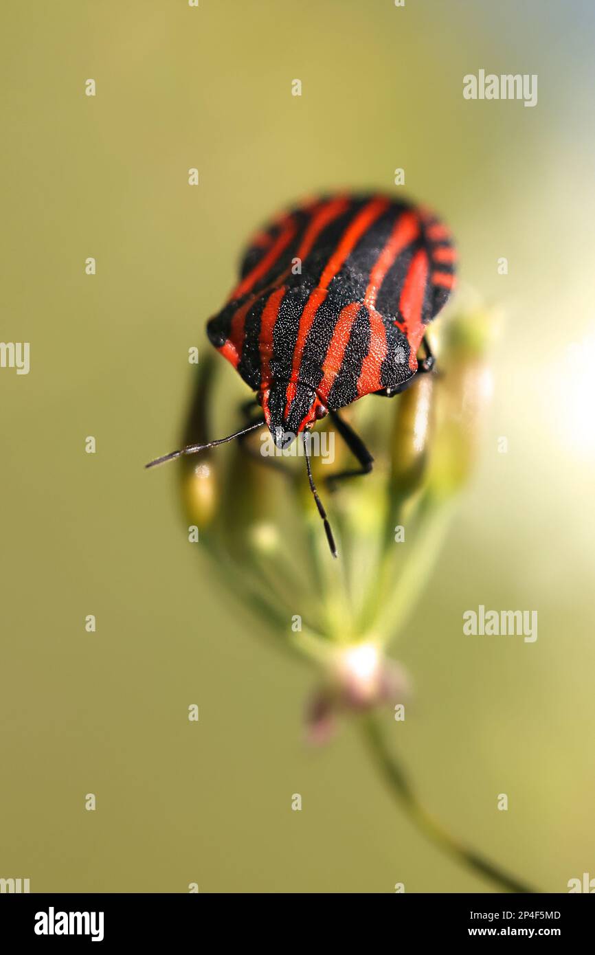 Graphosoma lineatum, commonly known as Striped bug or Minstrel bug ...