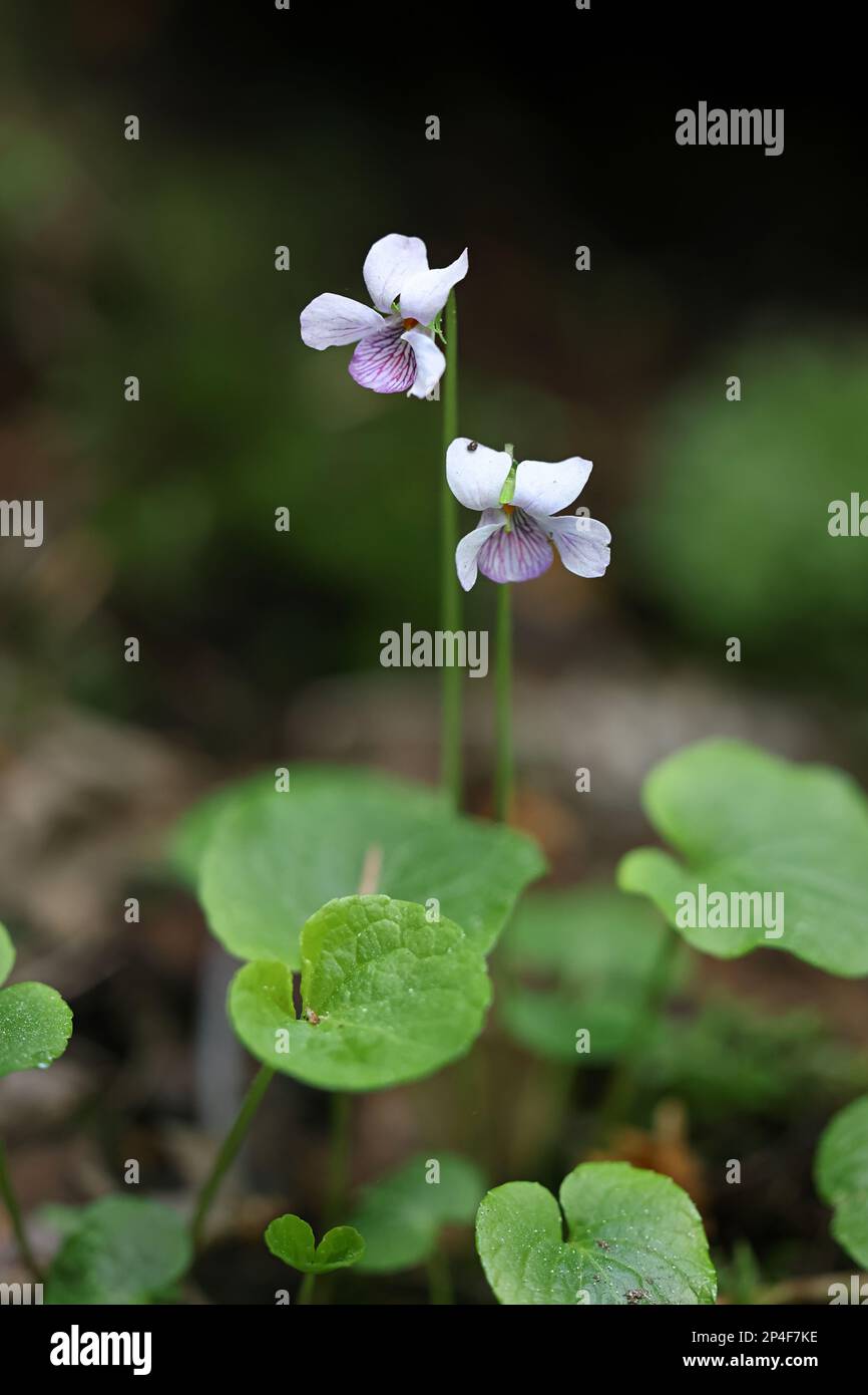 Viola palustris, commonly known as Marsh Violet, wild flower from ...