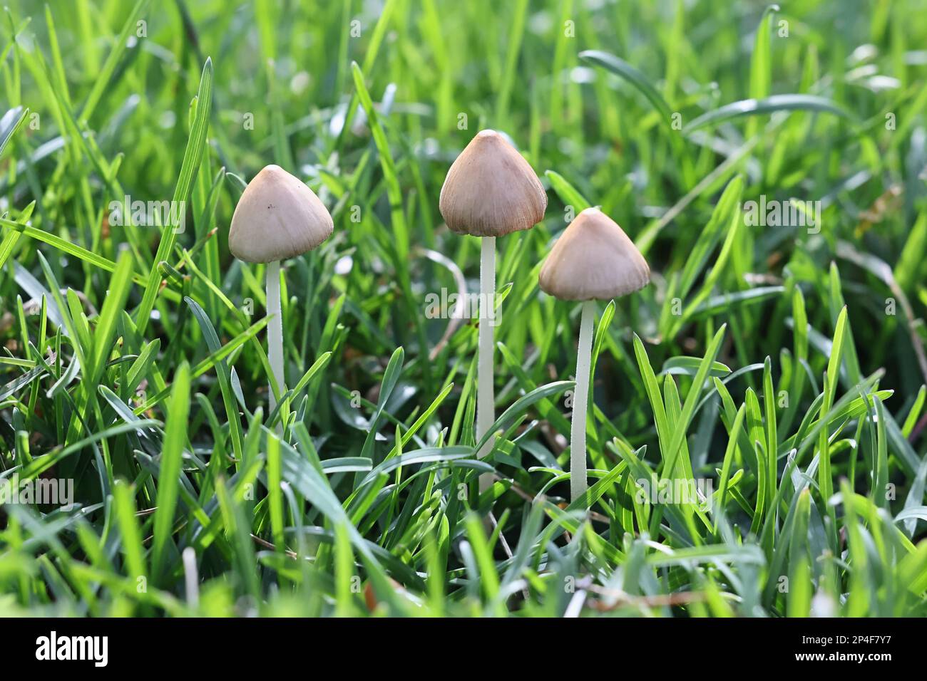 White dunce cap, Conocybe apala, also known as Milky conecap, wild ...