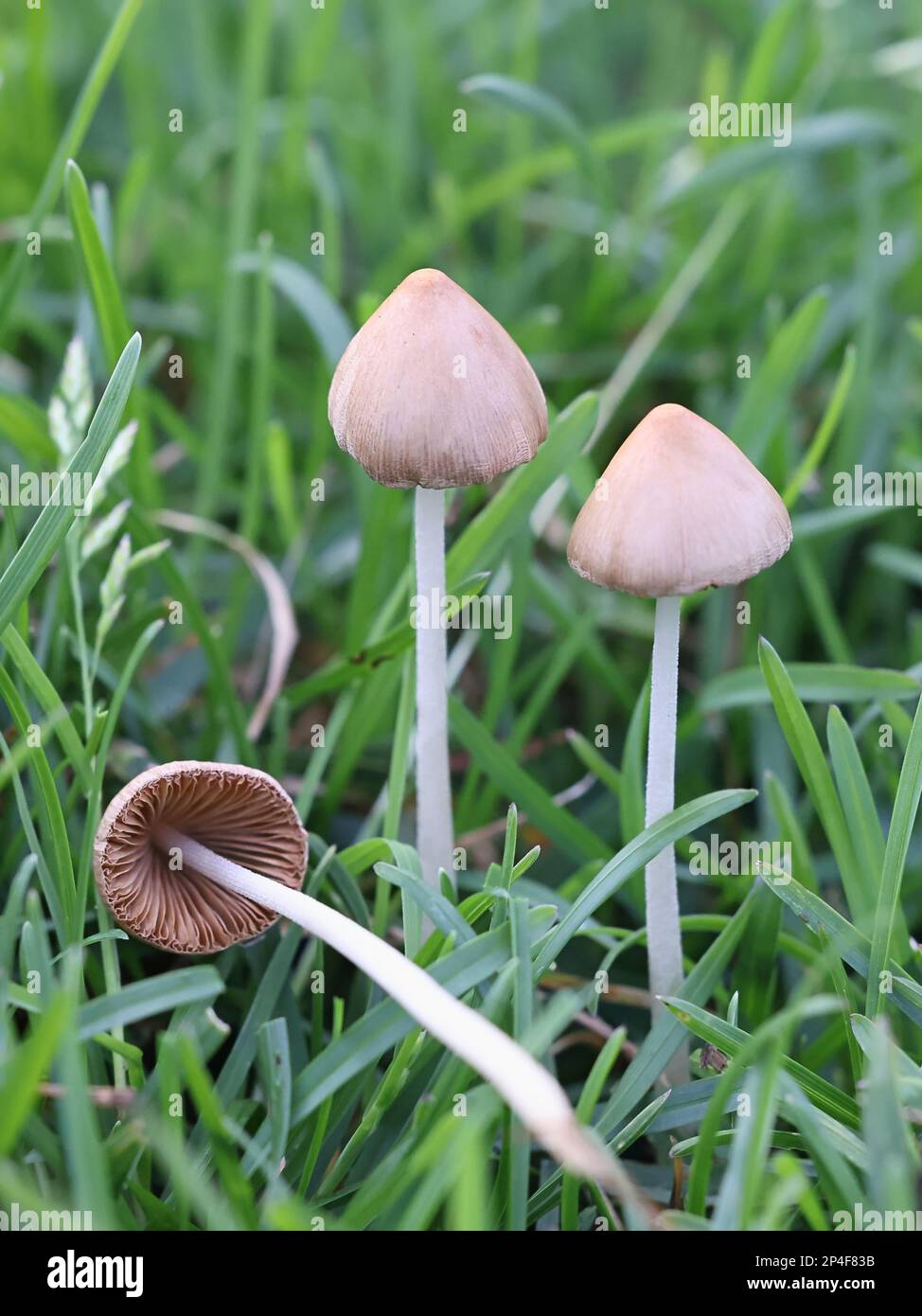 White dunce cap, Conocybe apala, also known as Milky conecap, wild ...