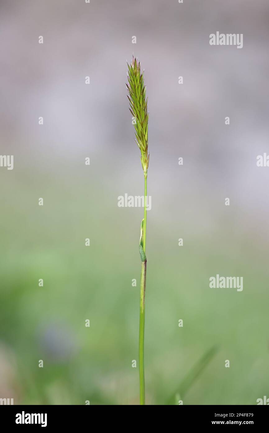 Anthoxanthum odoratum, commonly known as sweet vernal grass, wild plant ...