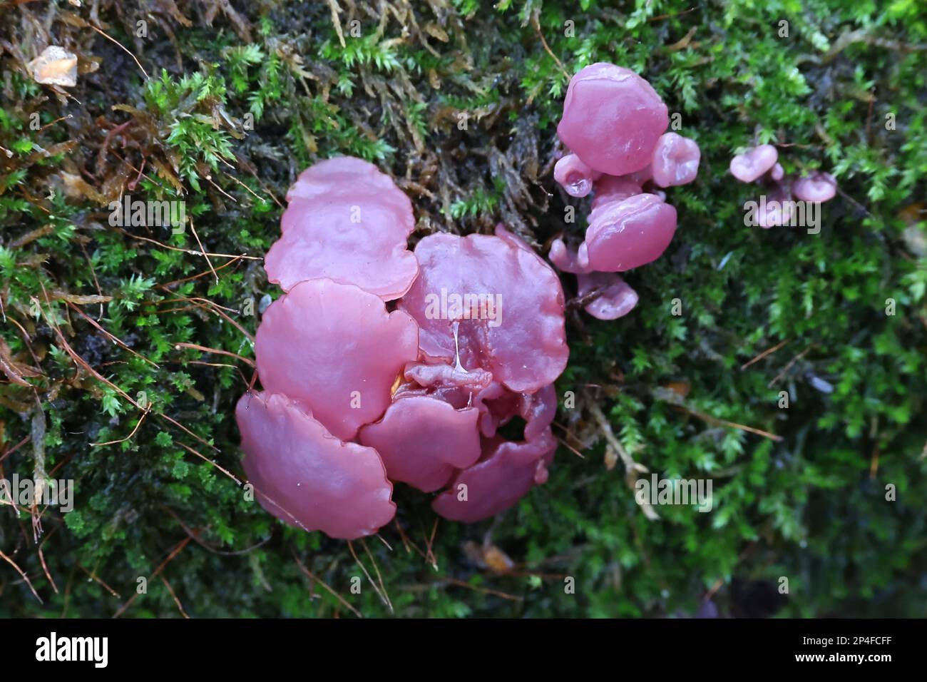 Ascocoryne sarcoides, known as the jelly drop or the purple jellydisc ...