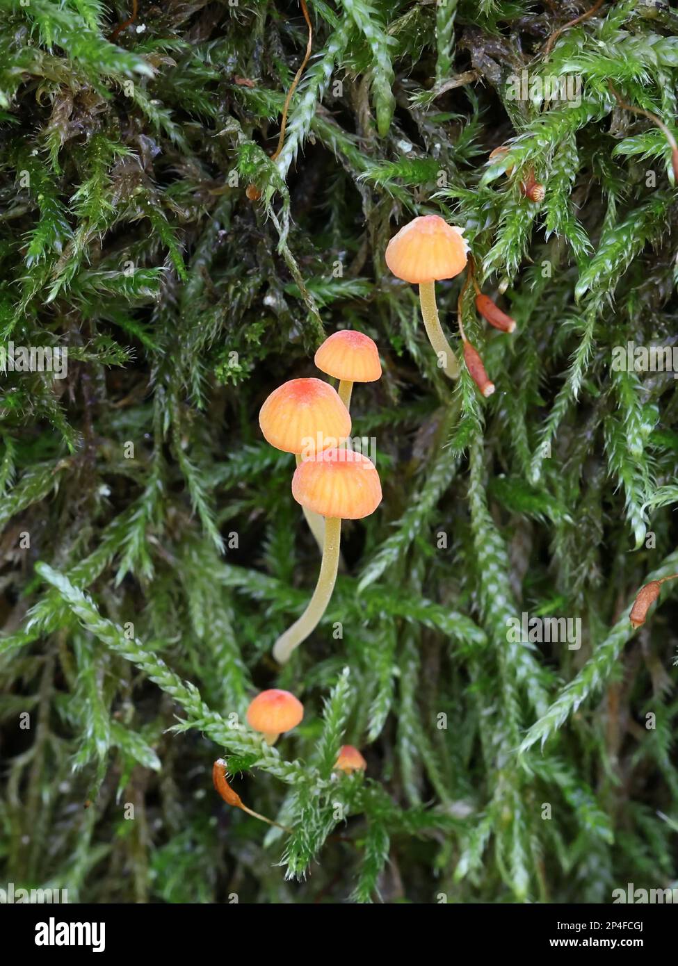 Mycena acicula, commonly known as the orange bonnet, or the coral ...