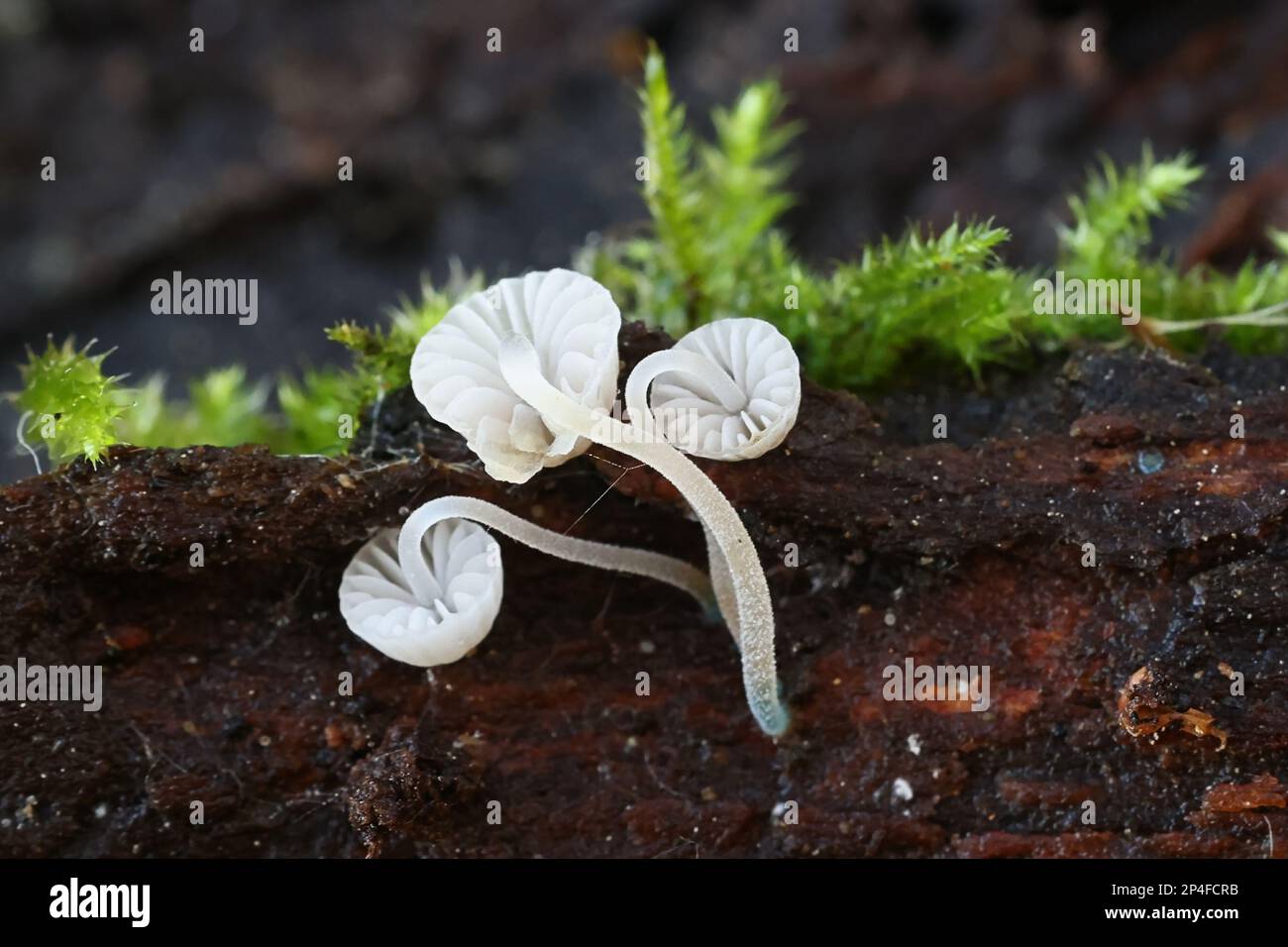 Mycena cyanorrhiza, known as blue-footed mycena, wild bonnet mushroom ...