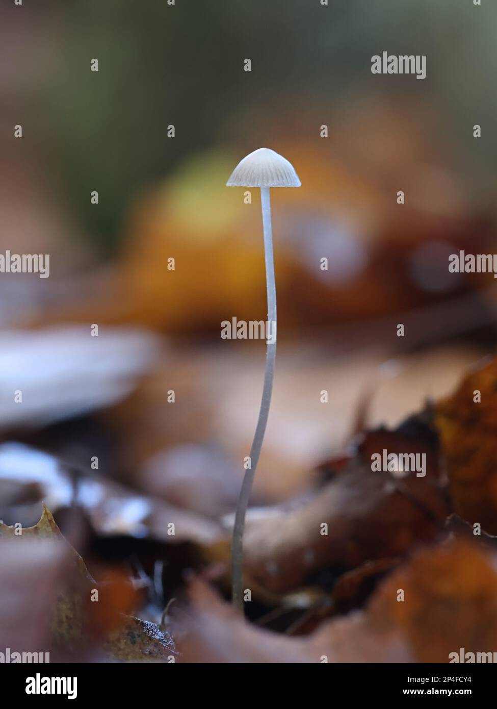 Snapping bonnet hi-res stock photography and images - Alamy