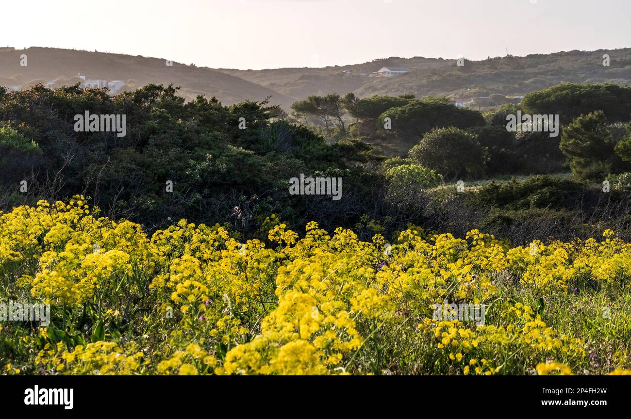 Praia da Ingrina, Algarve Coast, southern Portugal, yellow wildflowers ...