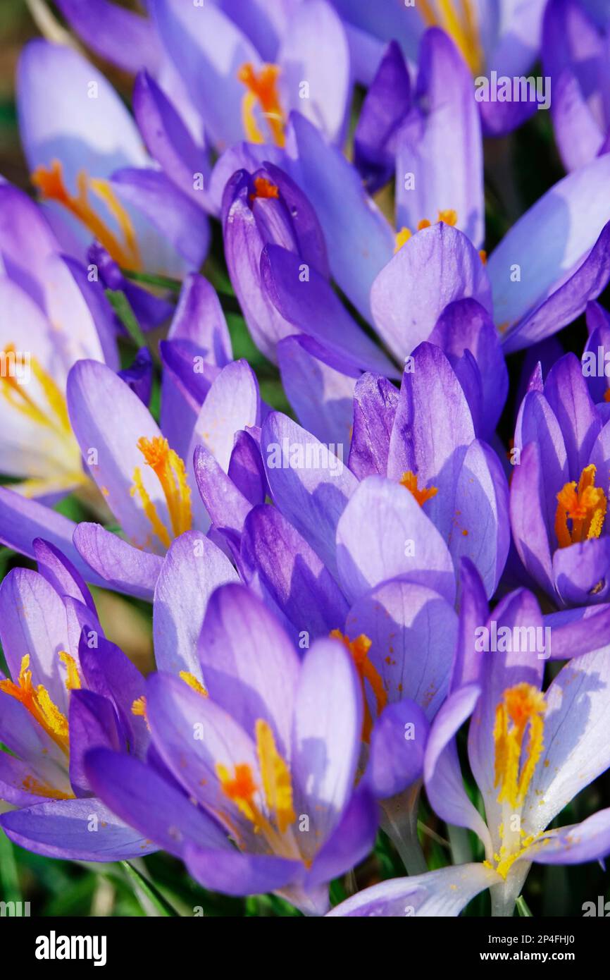 Charming flowering plant hi-res stock photography and images - Alamy