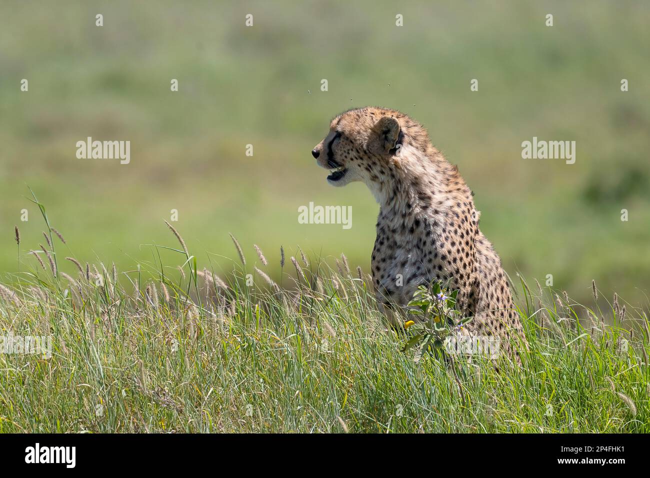 Cheetah observation hi-res stock photography and images - Alamy