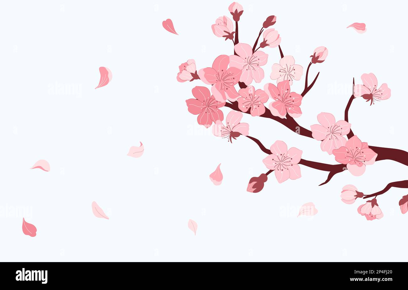 Cherry Blossoms Petals Falling Hd