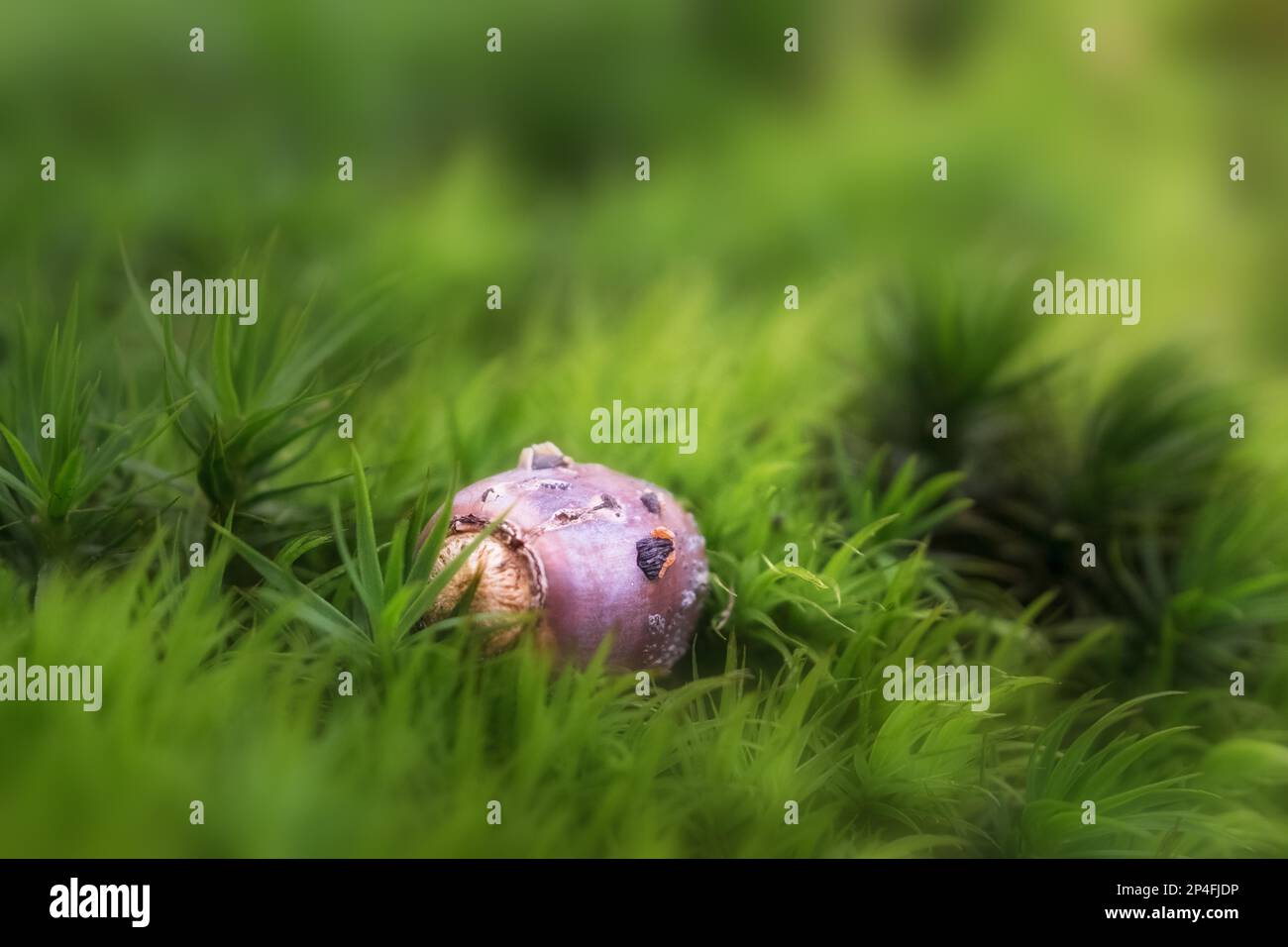 Bodel hi-res stock photography and images - Alamy